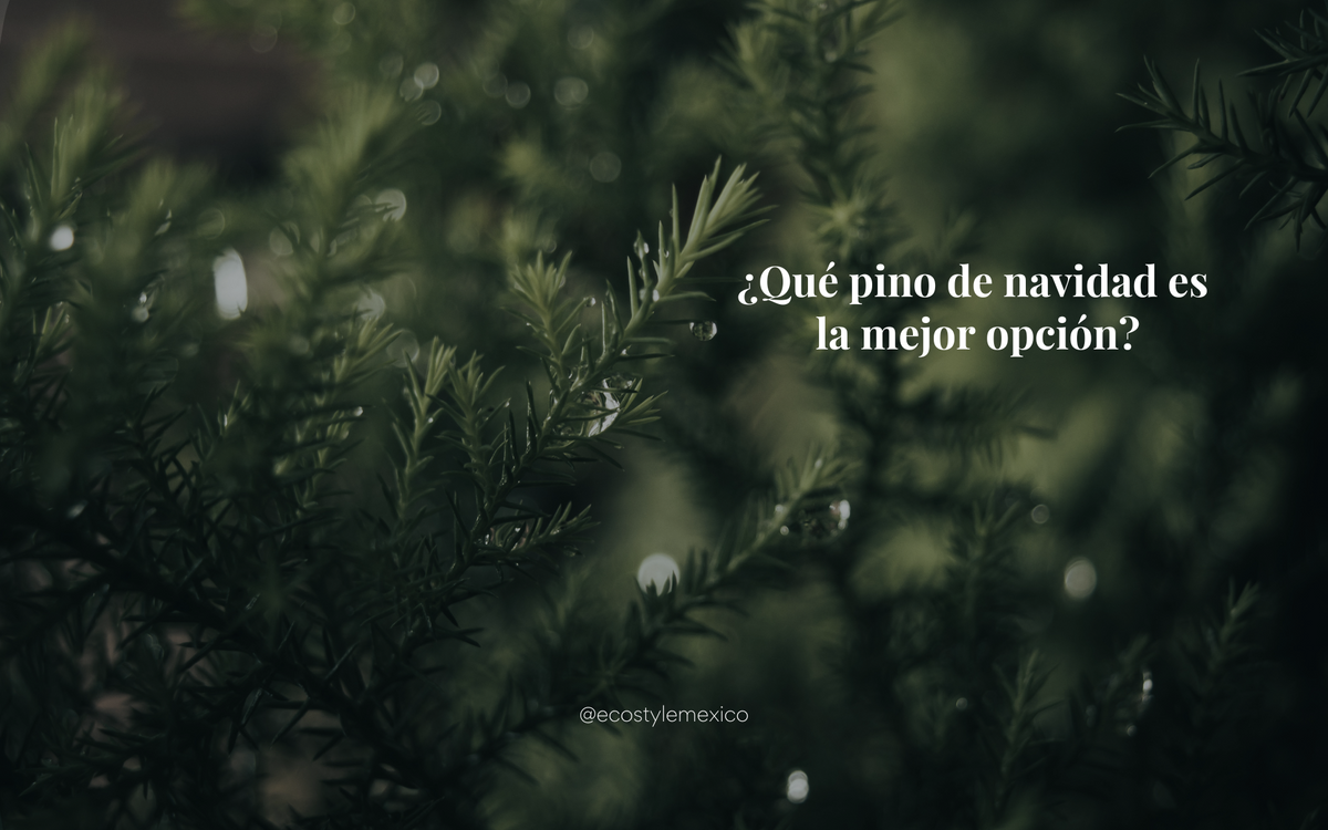 ¿Qué pino de navidad es la mejor opción? – Ecostylemexico